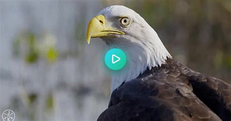 Freedom And Wisdom React To Trumps Polls  On Imgur