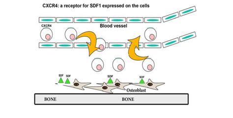 Homing And Mobilization Hspc Cxcr4 Bind To Sdf 1 Secreted By Download Scientific Diagram