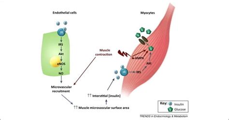 A Comprehensive Map Of Insulin Signaling Reveals The Interaction Of