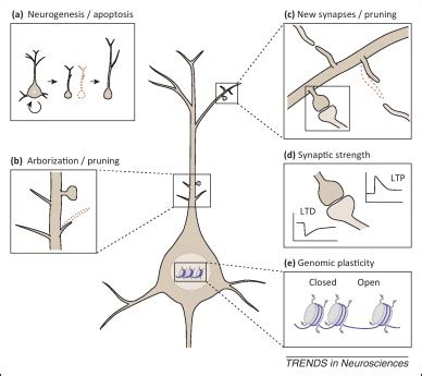 Neuronal Plasticity Plasticity Neuronal