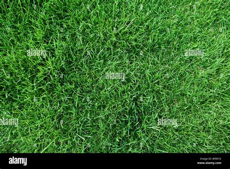 Dark Grass Texture Seamless