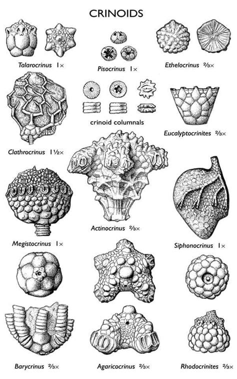 Fossils Educational Chart Mini Poster Artofit
