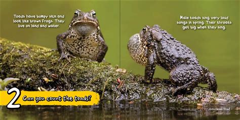 Can You Count The Critters Flying Friends