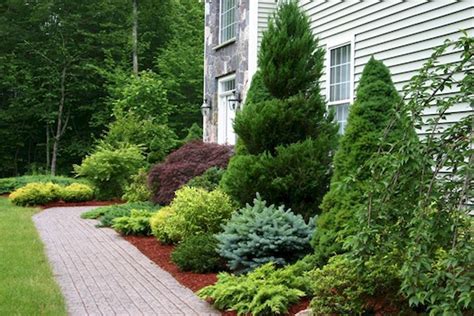 Top 10 Dwarf Ornamental Trees For The Landscape