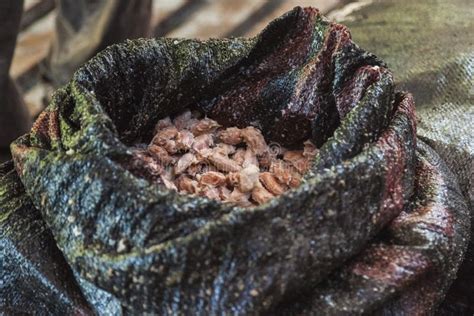 Ripe Cocoa Seeds Fermentation Processing Chocolate Production Stock