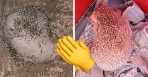 Look At Him Go Caesar The Hedgehog Released Into The Wild After Four
