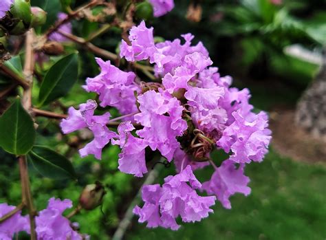 翠薇翠薇图片大山谷图库