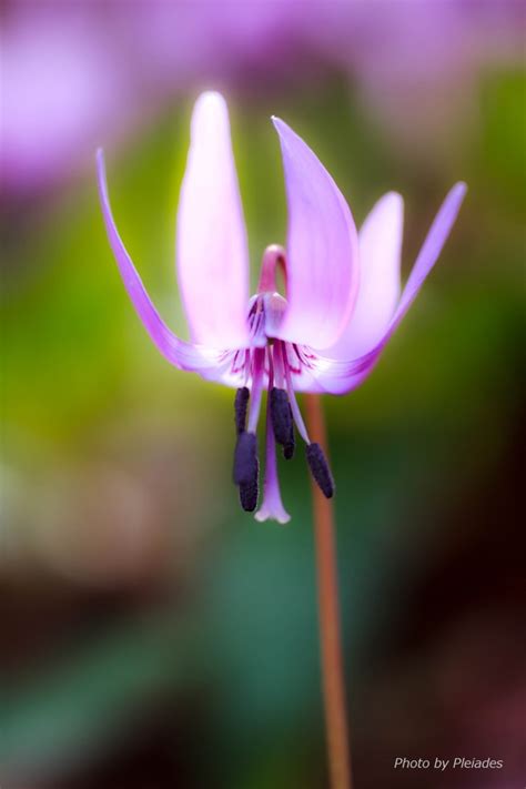 By Pleiades Id Photohito