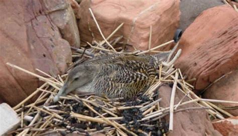 How Do Birds Lay Eggs Sciencing