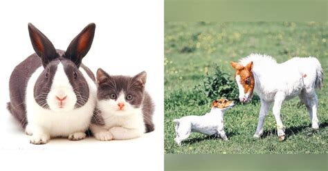 23 Pairs Of Animals Of Different Species So Similar You Might Confuse