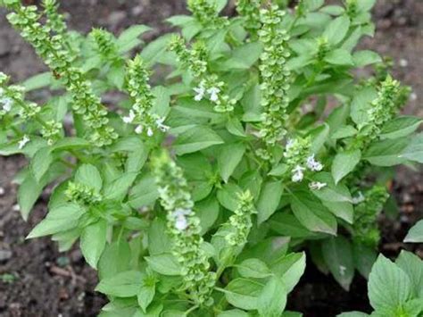 Diario Del Yaqui Beneficios De La Planta De Albahaca