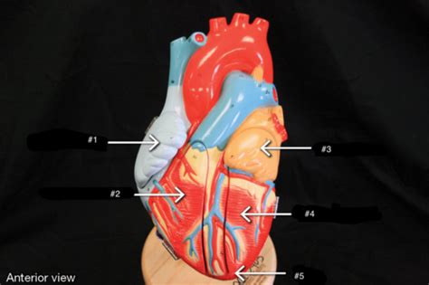 A P Lab Practical Flashcards Quizlet