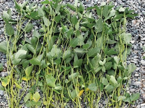 Soybean Plant Population Density Science For Success