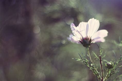 배경 화면 햇빛 자연 잔디 사진술 흰 꽃 플로라 꽃잎 목초지 야생화 식물학 육상 식물 꽃 피는 식물 닫다 매크로 사진 식물 줄기 데이지 가족