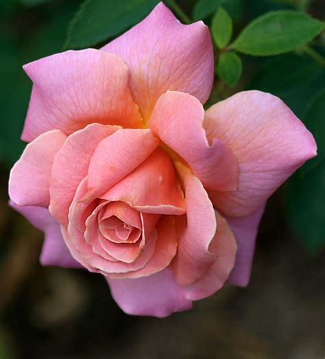 rose by Galina | Beautiful rose flowers, Amazing flowers, Beautiful ...
