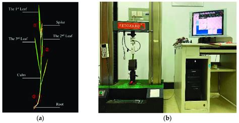 A Rice Sample One Week After Tassel The Red Marks 1 2 3 Are The