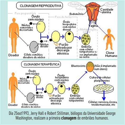 Mapas Mentais Sobre CLONAGEM Study Maps
