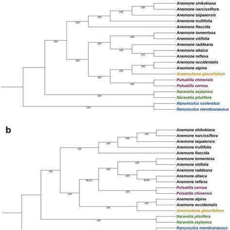 Phylogenetic Relationships Of 19 Different Species Using Ml And Mp
