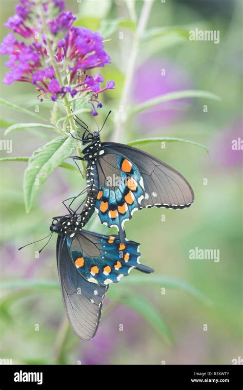 Pipevine Swallowtail Battus Philenor Male And Female Mating On