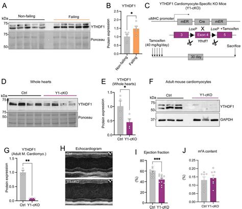 Ythdf1 Is Pivotal For Maintenance Of Cardiac Homeostasis Journal Of