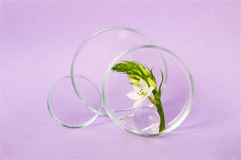 꽃 가지가 있는 보라색 배경에 머무르는 페트리 요리 그 근처에 유리 공 연구 와 화장품 을 만드는 개념 메이크업 화장품에 대한