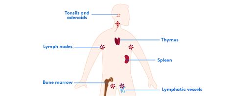 Immune System Parts