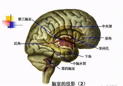 大鼠脑组织解剖图