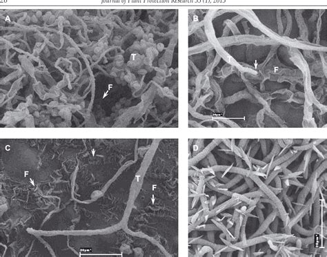 Figure 4 From Use Of Trichoderma Hamatum For Biocontrol Of Lentil Vascular Wilt Disease