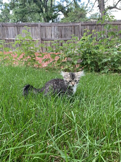 My Kittens First Time Feeling Grass You Can Also See The Neurons