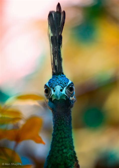 Moments Of Truth Perfectly Poised Peacock With Plumage Proudly Pointed