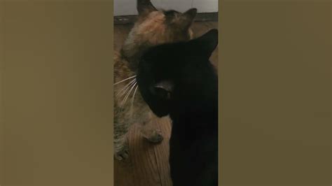 Bobbie Girl And Bootsy Boy Youtube