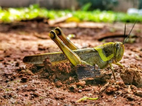 Photos Of Grasshoppers And Grasshopper Animals Are Fierce At Six Oand X27