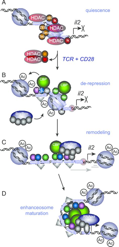 A The Il2 Promoter Enhancer In Quiescent T Cells Is Maintained In A