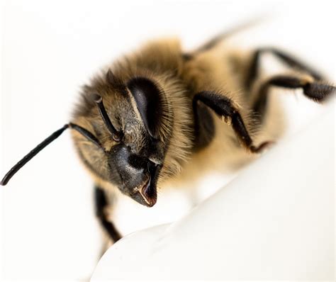 What Are Andrena Bees 7 Facts You Didnt Know Beeswiki