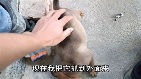 看到别人家的小狗就想撸，小的时候那么萌长大后那么凶 Youtube