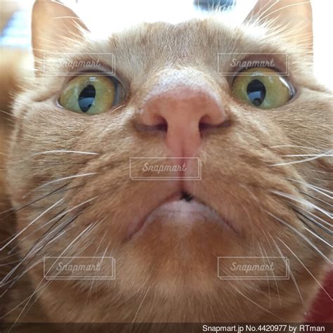 カメラを見ている猫のクローズアップの写真・画像素材 4420977 Snapmart（スナップマート）