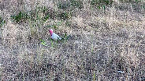 He Galah Also Known As Rose Breasted Cockatoo Stock Footage Video
