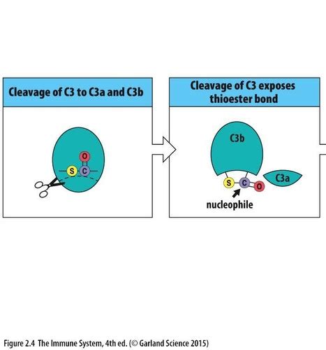 Complement System And Adaptive Immunity Receptors Flashcards Quizlet