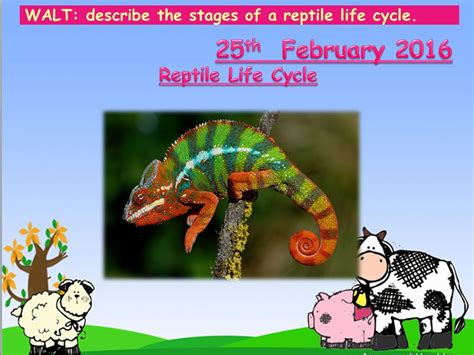 Reptile Life Cycle