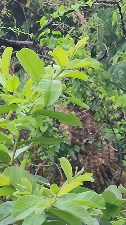 Village Ka Tree Short Video Youtube