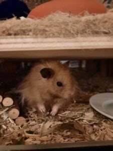 Welches Nagarium für Hamster Tipps und Informationen