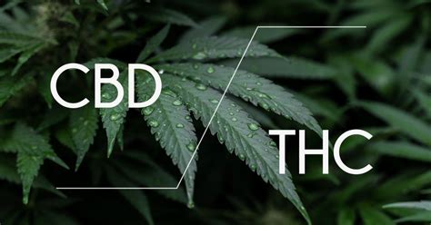 Cbd Vs Thc Cuál Es La Diferencia Briza Cosmetics
