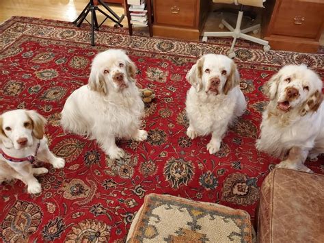 A Review Of James Darleys Rebirth Of The Royal Spaniel The Clumber