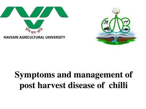 Ppt Post Harvest Diseases Of Chilli Powerpoint Presentation Free