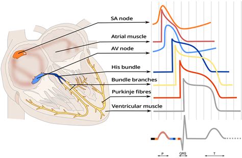 action potential ecg book