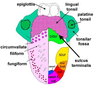 Oral The Histology Guide