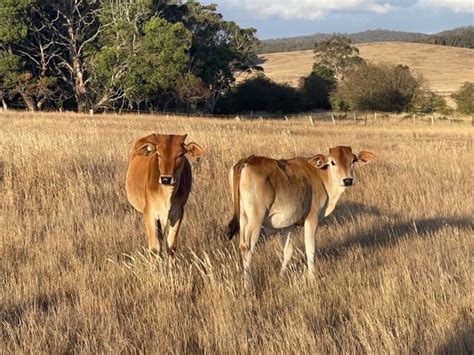 Gyr X Heifer House Cow Dairy Livestock Gumtree Australia Pyrenees
