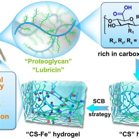 Preparation Of Cartilage Inspired Cs And Cs Fe Hydrogels And Their Download Scientific