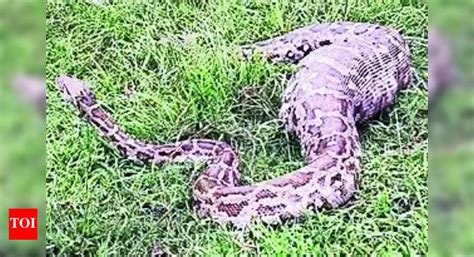 Python Swallows Goat Python Swallows Goat In Ganjam Bhubaneswar News