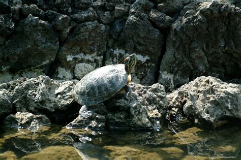 청거북 Trachemys Scripta Elegans Display Full Image